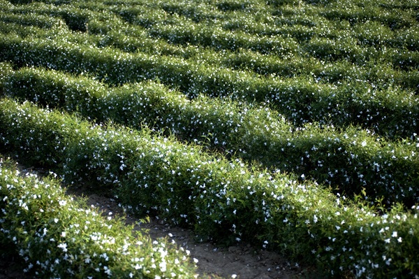Kebun Bunga Ini Eksklusif, Bukan Sembarangan Boleh Masuk - EH!